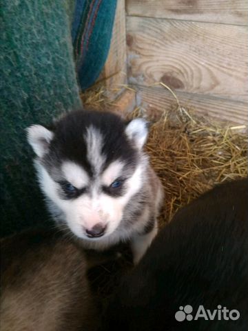 Сибирский хаски