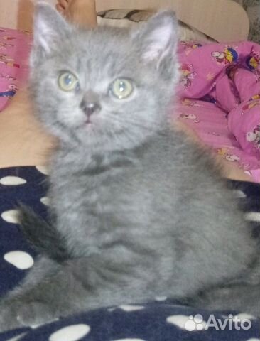 Котенок Шотландец