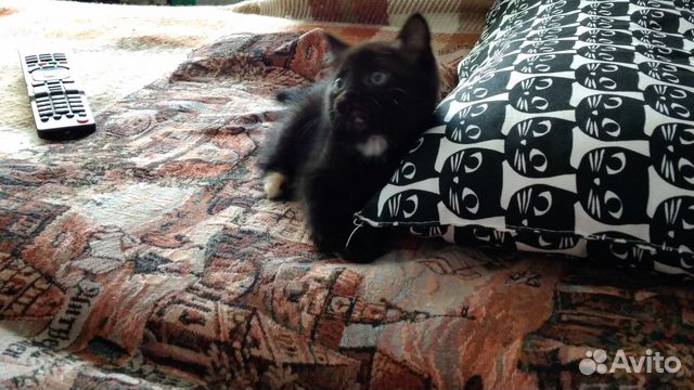 Отдаю чудесную, ласковую кошечку