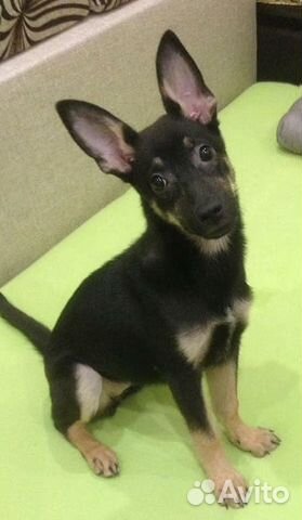 Милый щенок