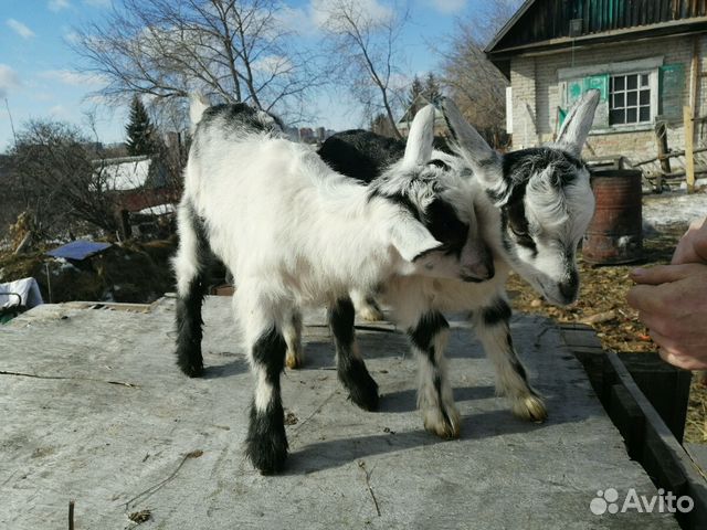 Колята