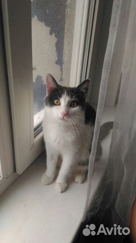 Кошка 10 месяцев отдам бесплатно