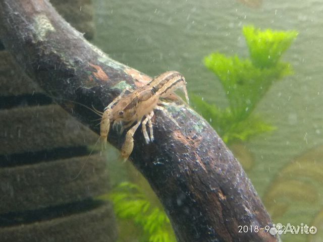 Карликовые Луизианские раки