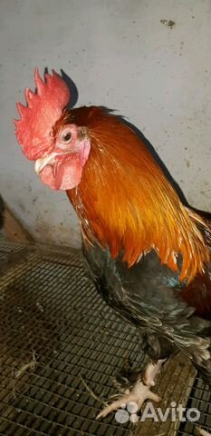Петухи породы Маран, Леггорн, Китайские шелковые а