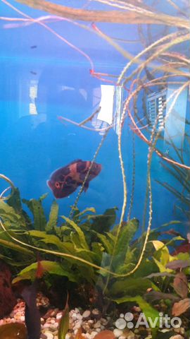 Астронотус тигровый