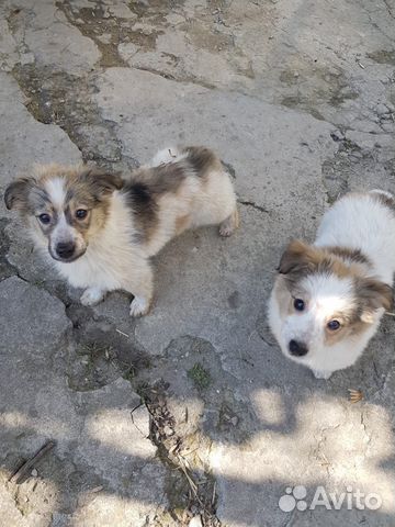 Щенки-кобельки в добрые руки