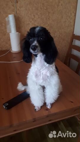 Миниатюрный пуделёк