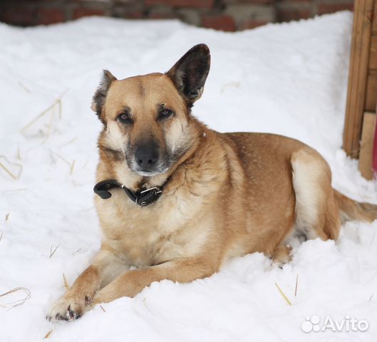 Настоящий мужчина- пес по имени Молодой