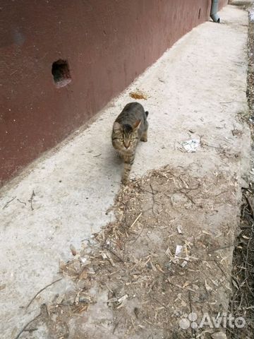 Котик на улице выкинули,в дар котята хорошие