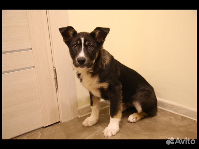 Щенок девочка Тори ищет дом и семью