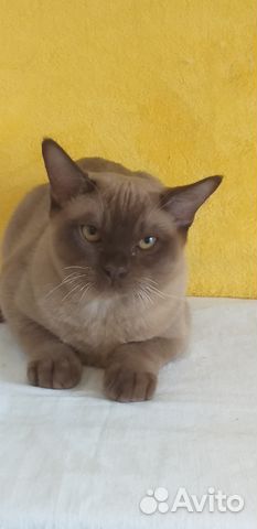 Мальчик бурма