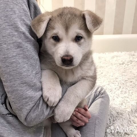 Щенок Аляскинского Маламута