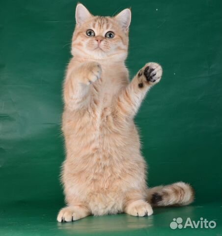 Золотая британская кошечка