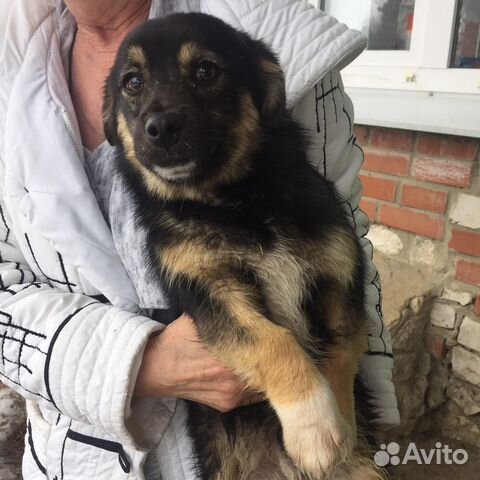 Щенки в добрые руки