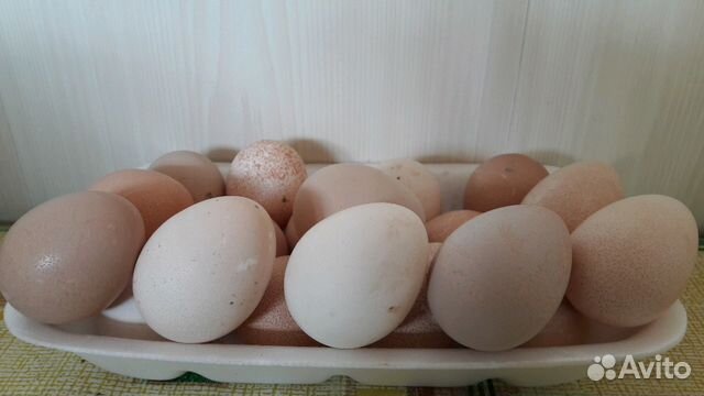 Яйцо цесарки инкубационное