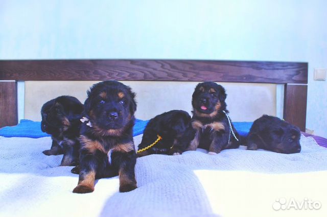 Брутальные парни