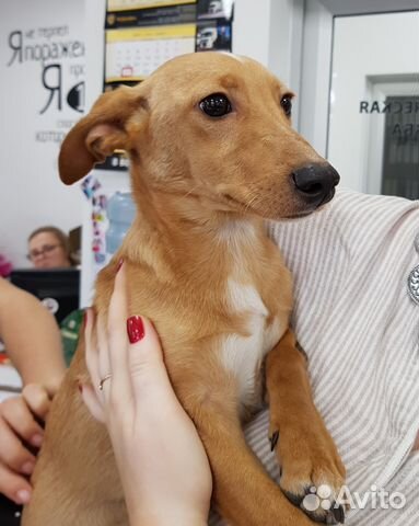 Найден щенок 7 месяцев