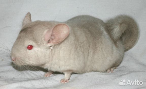 Шиншилла бежевая