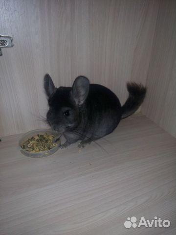 Продаю шиншиллу