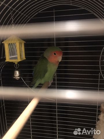 Попугай неразлучник бесплатно