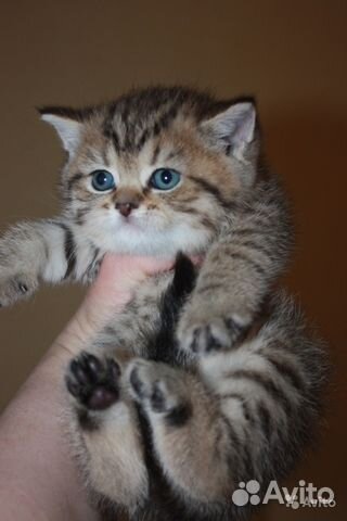 Британские котята
