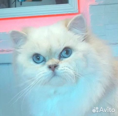 Британский котик Тимурчик