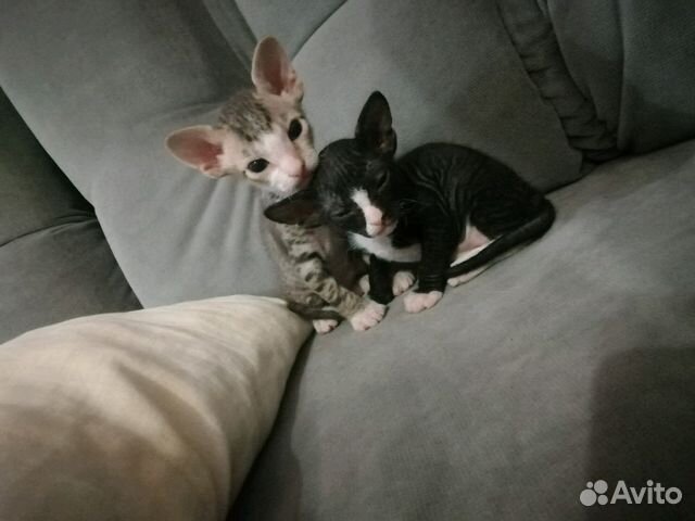 Котята донской сфинкс
