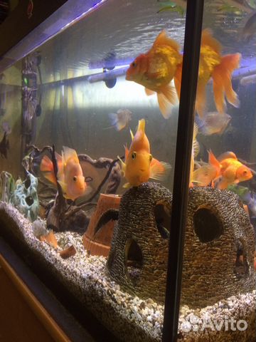 Продам Меченосцы,Попугаи,Сомы,Гуппи