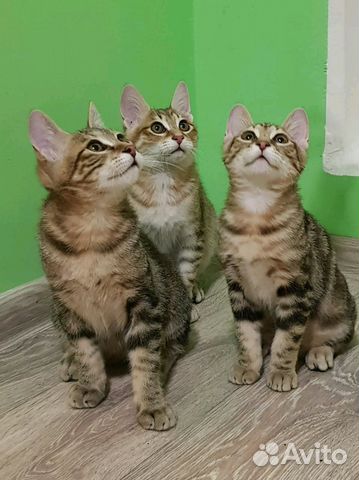 Курильское счастье) котята рысята ждут своих хозяе