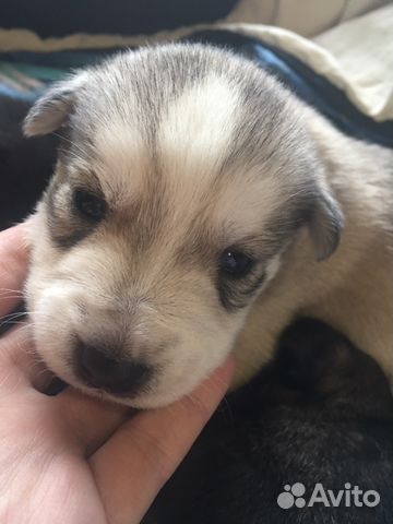 Сибирский хаски и боснийский торньяк щенки