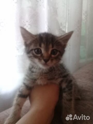 Рыська- киська в добрые руки