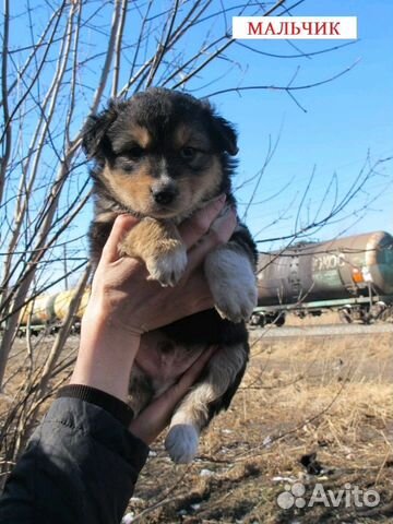 17 щенков Раздаем бесплатно