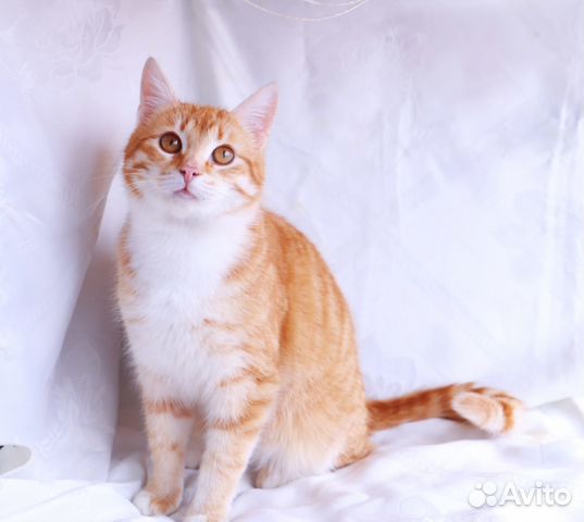 Лучик - солнечный котик в добрые ручки