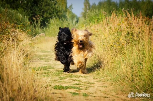 Щенки породы Бриар (Французская овчарка)