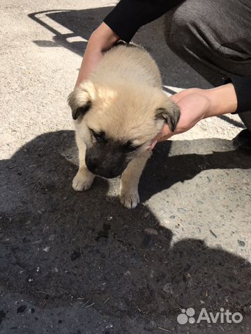 Щенок кавказца