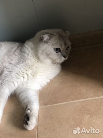 Шотландская