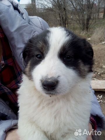 Щенки с приданым