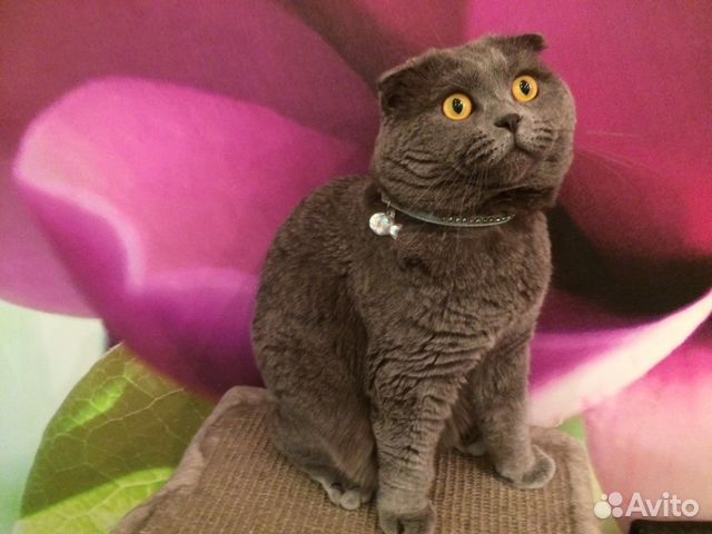 Шотландский кот Вязка