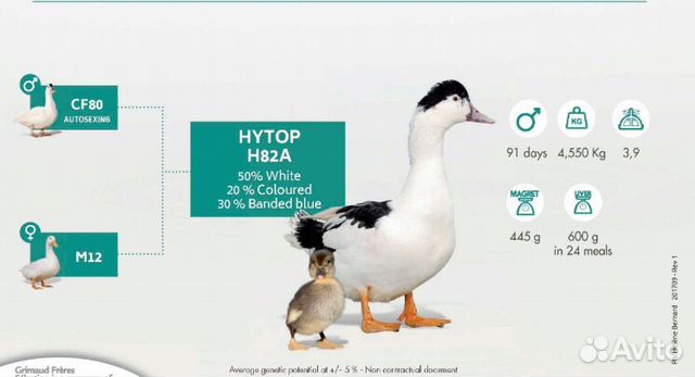 Инкубационное яйцо