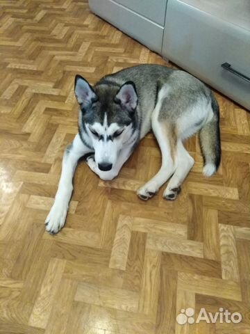 Продам Хаски