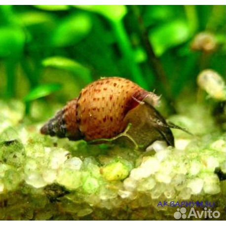 Улитка мелания гранифера