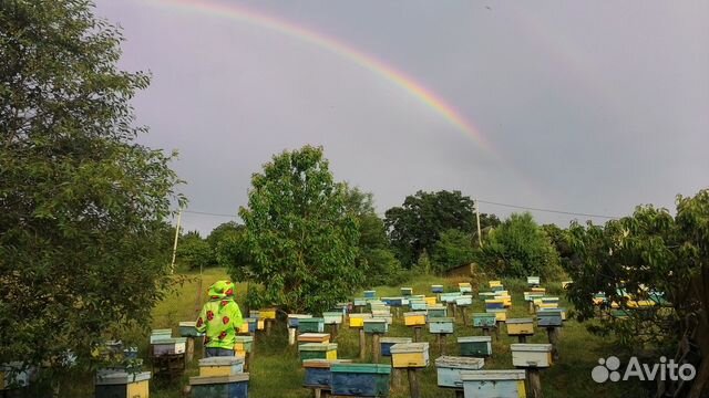 Продажа Пчеломаток Карпатка Карника Крым