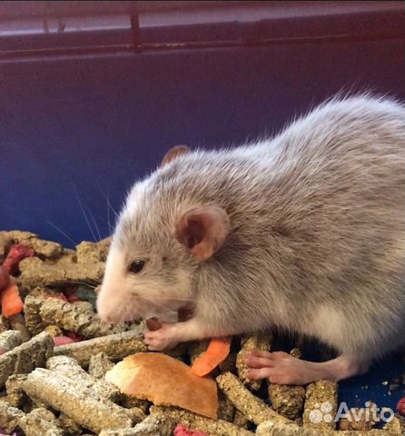 Отдам девочек крыс в самые ответственные руки