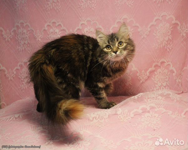 Сибирские котятки