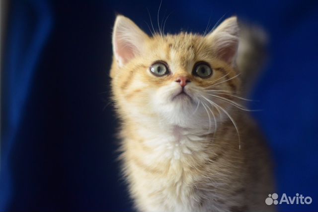 Золотой пятнистый котенок