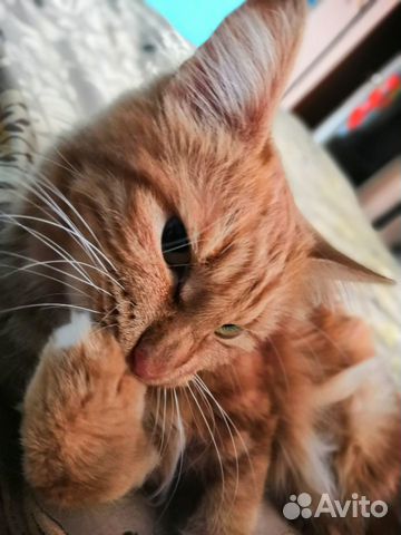 Ищу кота для вязки