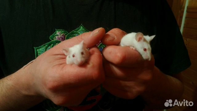 Две спасенные лабораторные мышки