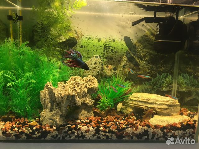 Аквариум с лампой, фильтром и декорациями