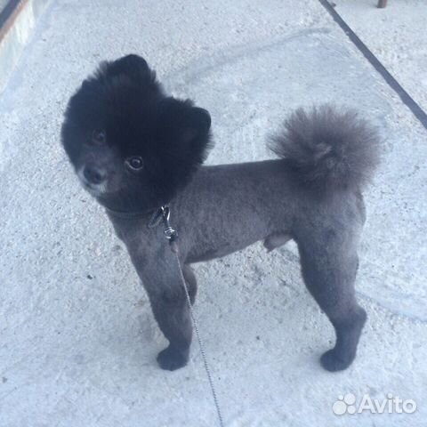 Малый немецкий шпиц для вязки