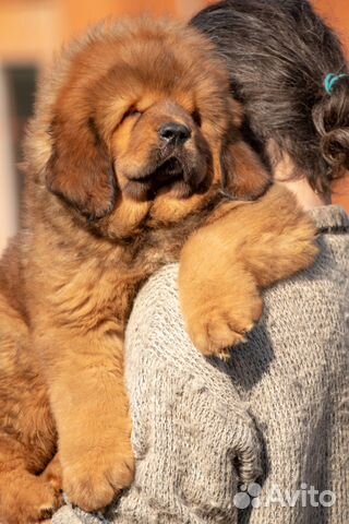 Тибетский мастиф девочка 2 мес